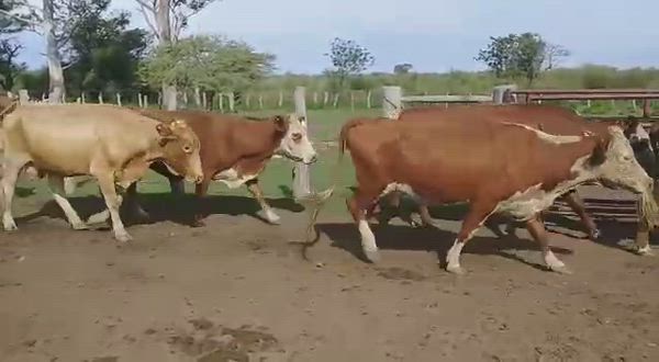 120 Vacas con cría Braford de 450kg