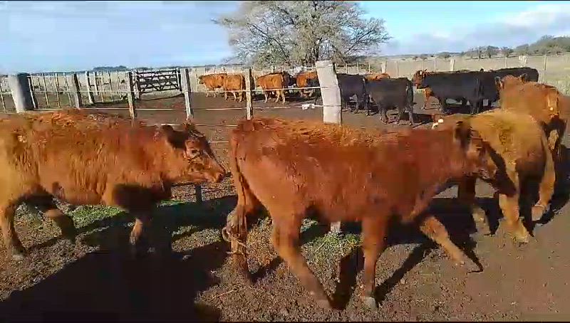 50 Novillitos Aberdeen Angus Colorado de 325kg