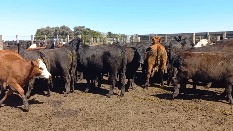80 Vaquillonas Aberdeen Angus Negro y Colorado de 270kg