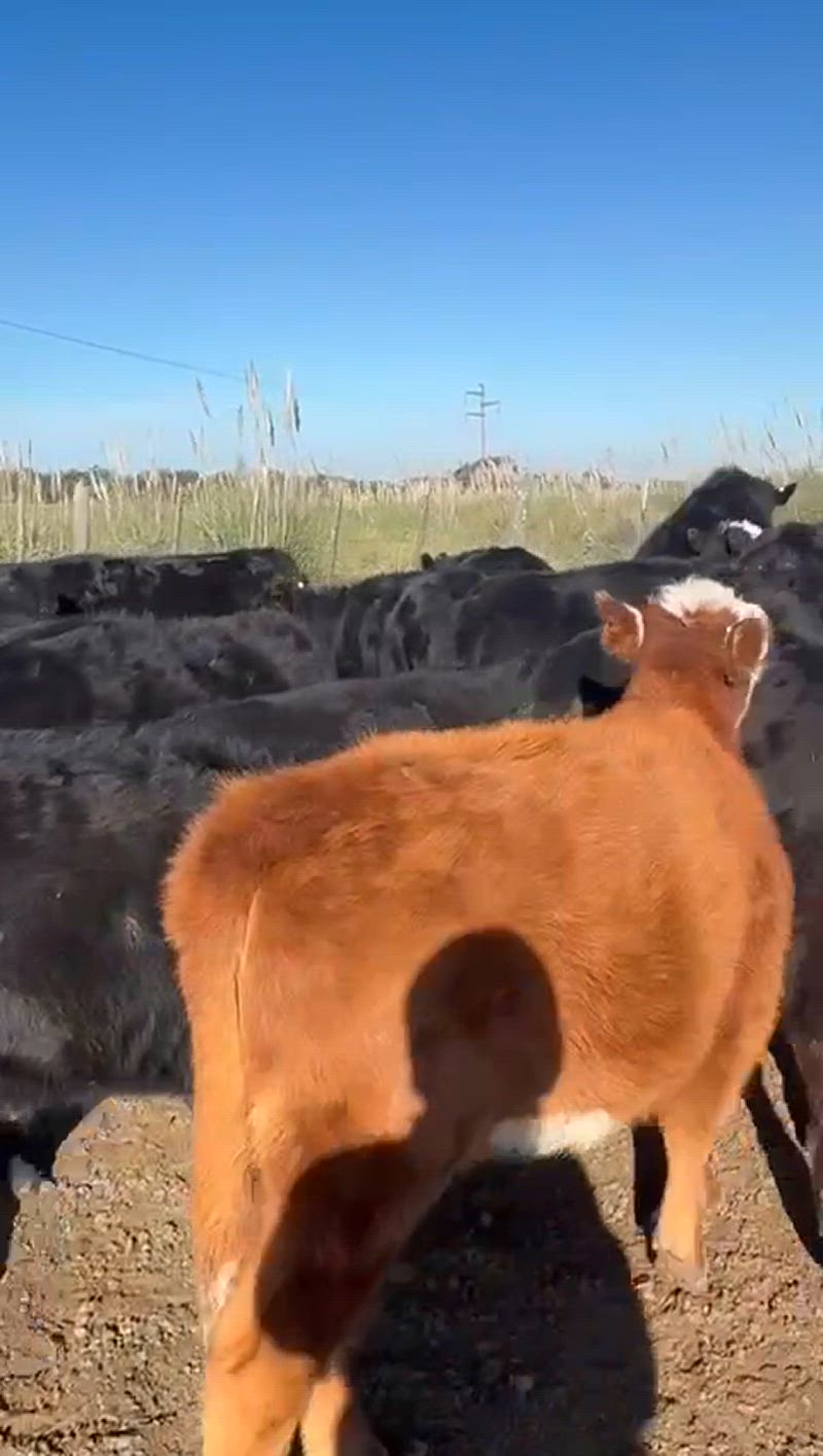 50 Terneras Aberdeen Angus Negro y Colorado de 205kg