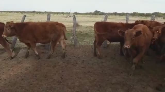 500 Terneros Aberdeen Angus Negro y Colorado de 195kg