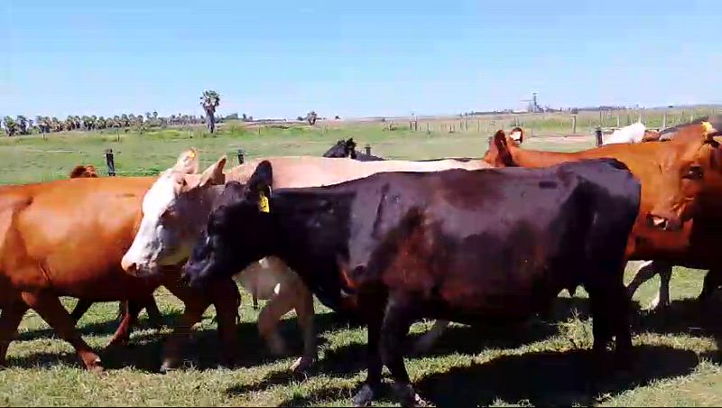 105 Vacas de invernada Aberdeen Angus Negro y Colorado de 450kg