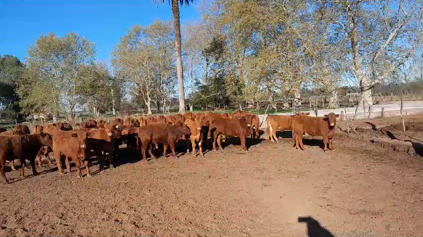 70 Terneros Aberdeen Angus Colorado de 215kg