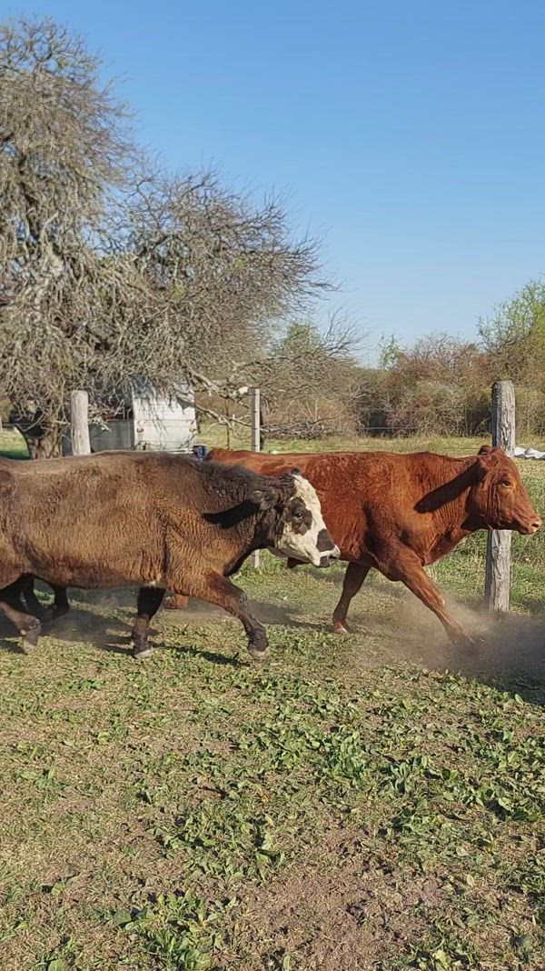 35 Novillos Braford de 475kg