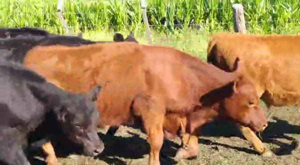 50 Terneros y Terneras Aberdeen Angus Negro y Colorado de 195kg