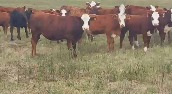 65 Terneros y Terneras Braford de 180kg