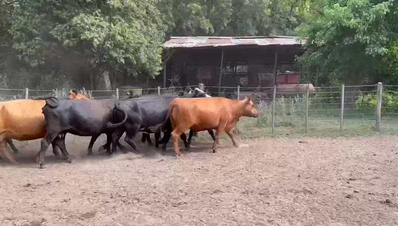 16 Vacas CUT Preñadas Aberdeen Angus Negro y Colorado de 390kg