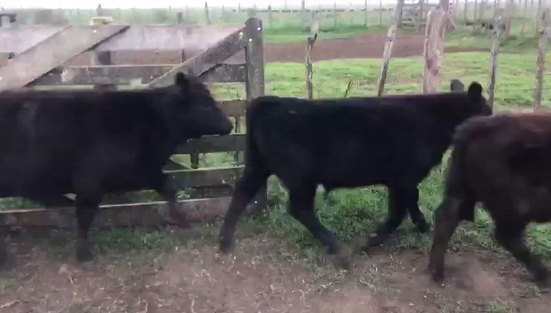 70 Terneras Aberdeen Angus Colorado de 190kg