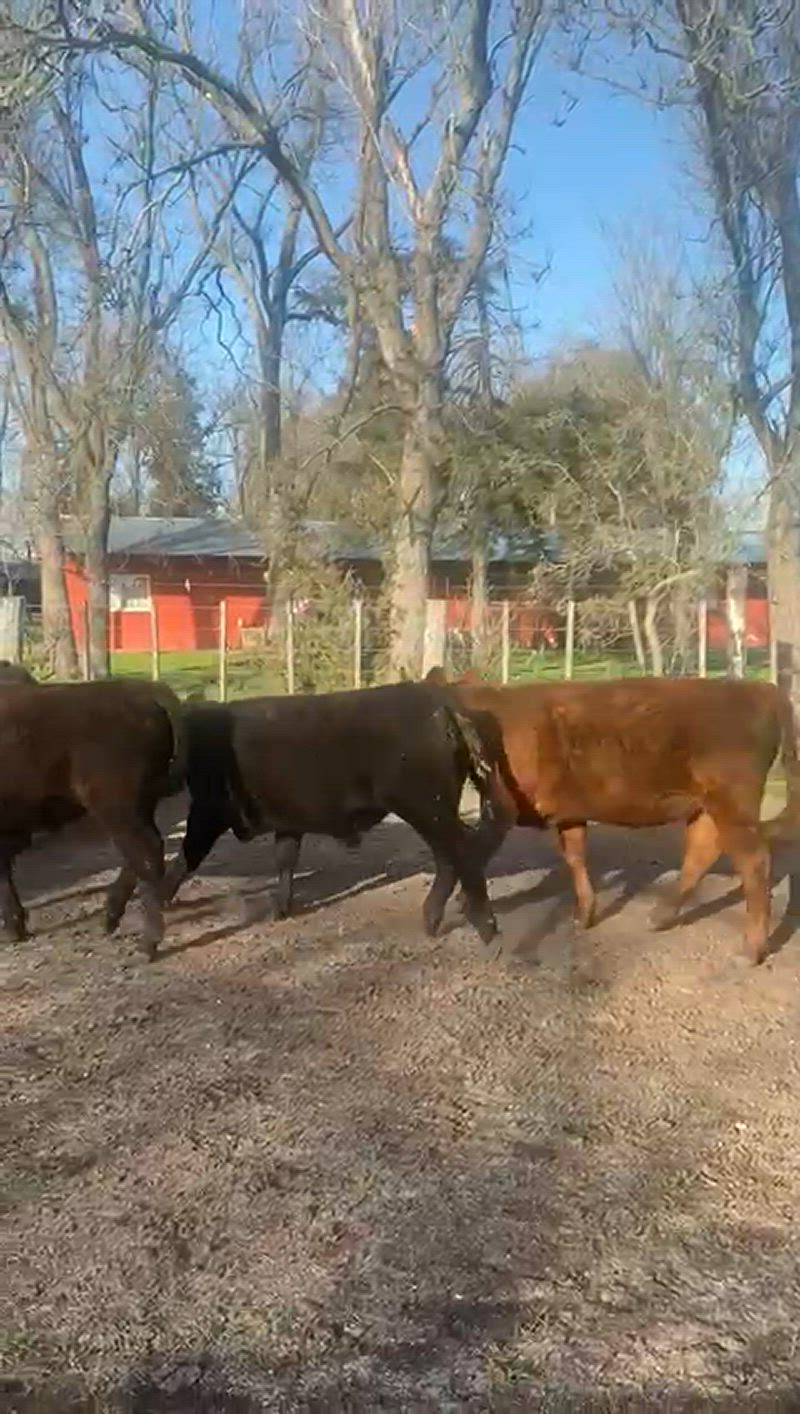 65 Terneros Aberdeen Angus Negro y Colorado de 240kg
