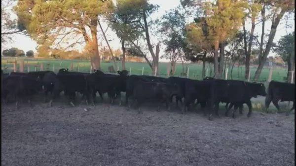 175 Terneros Aberdeen Angus Negro de 195kg