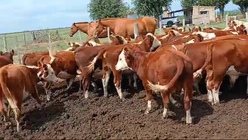 50 Terneros y Terneras Hereford de 210kg