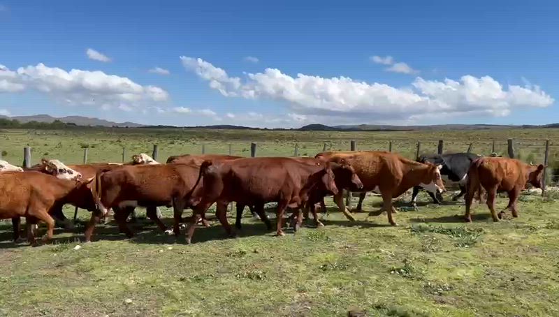 20 Vacas CUT Preñadas Aberdeen Angus Negro y Colorado de 420kg
