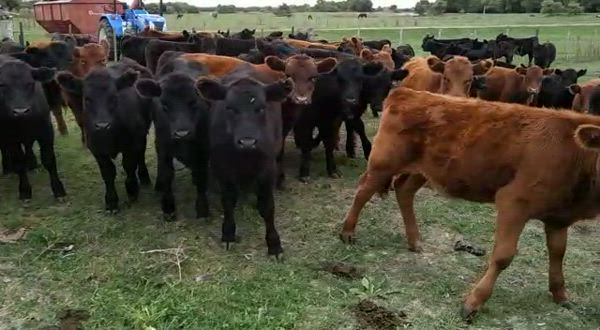 65 Terneros Aberdeen Angus Negro y Colorado de 170kg