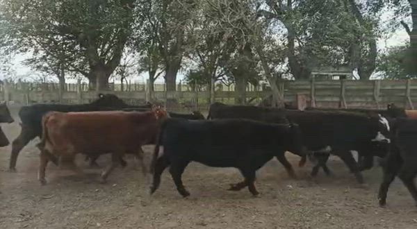 100 Terneros Aberdeen Angus Negro y Colorado de 205kg