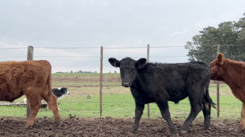 50 Terneros Aberdeen Angus Negro y Colorado de 210kg