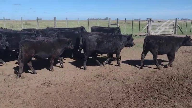 65 Terneros Aberdeen Angus Negro de 200kg