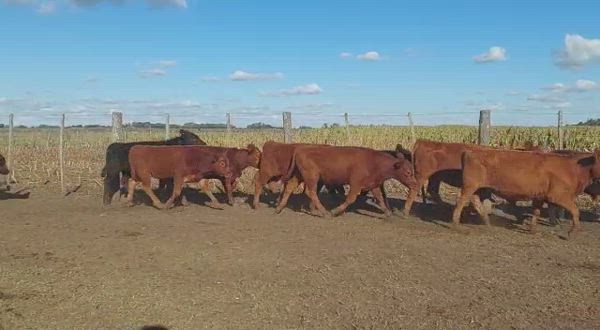 55 Terneros y Terneras Aberdeen Angus Negro y Colorado de 175kg