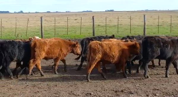 70 Terneros y Terneras Aberdeen Angus Negro y Colorado de 185kg
