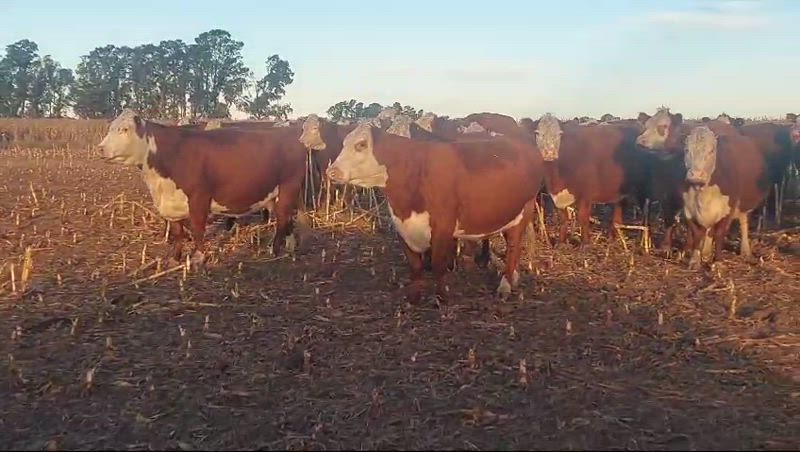35 Vacas preñadas Careta de 450kg