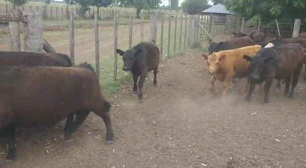 55 Terneros Aberdeen Angus Negro y Colorado de 195kg