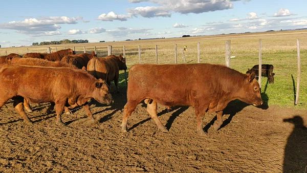 30 Toros Aberdeen Angus Colorado de 600kg
