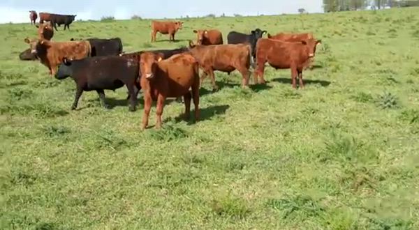 70 Terneros Aberdeen Angus Negro y Colorado de 230kg