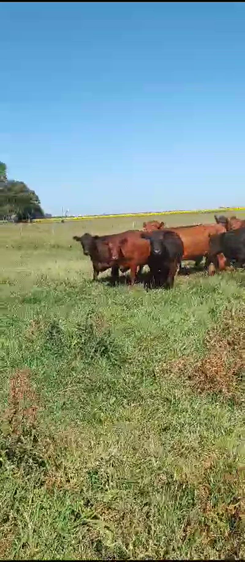 60 Novillos Aberdeen Angus Negro y Colorado de 350kg