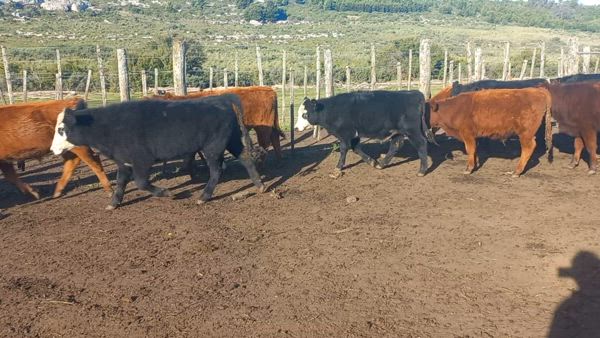 70 Terneros Aberdeen Angus Negro y Colorado de 190kg