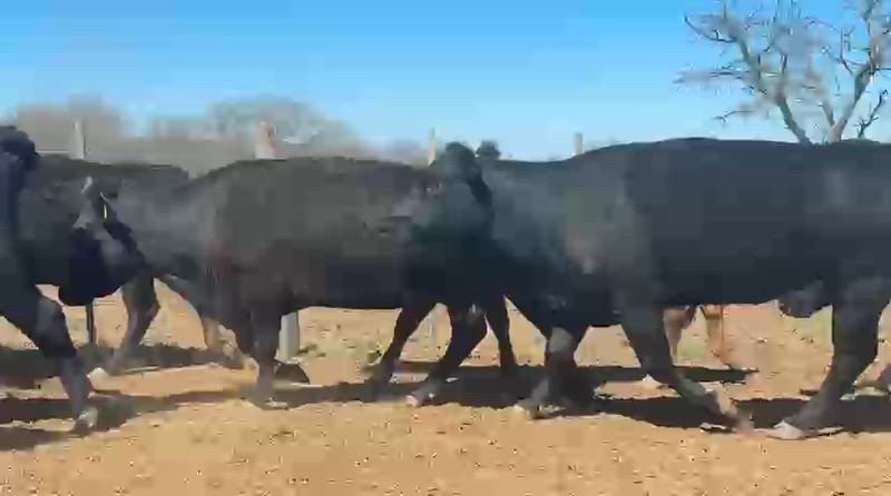 40 Vacas CUT con cría Aberdeen Angus Negro y Colorado de 380kg