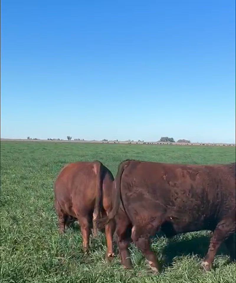 5 Toros Aberdeen Angus Colorado de 800kg