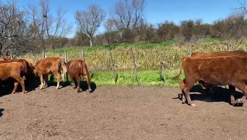 60 Terneros Aberdeen Angus Colorado de 220kg