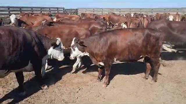 300 Vacas preñadas Braford de 450kg