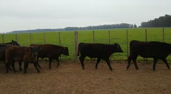 60 Terneros Aberdeen Angus Negro y Colorado de 150kg