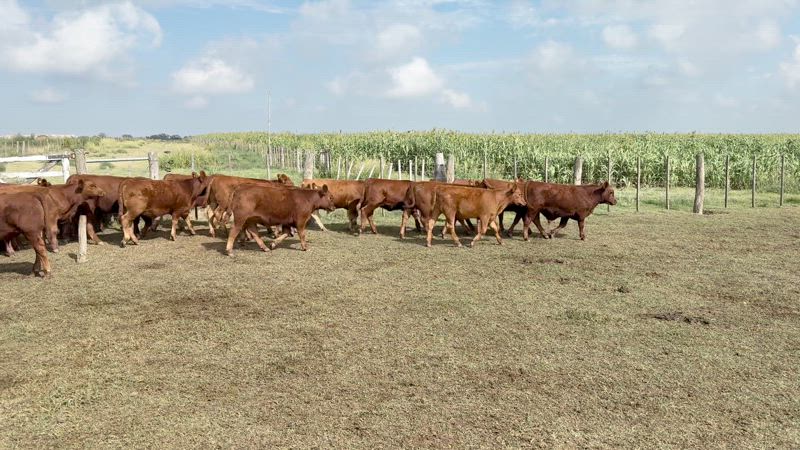 70 Terneros Aberdeen Angus Colorado de 185kg