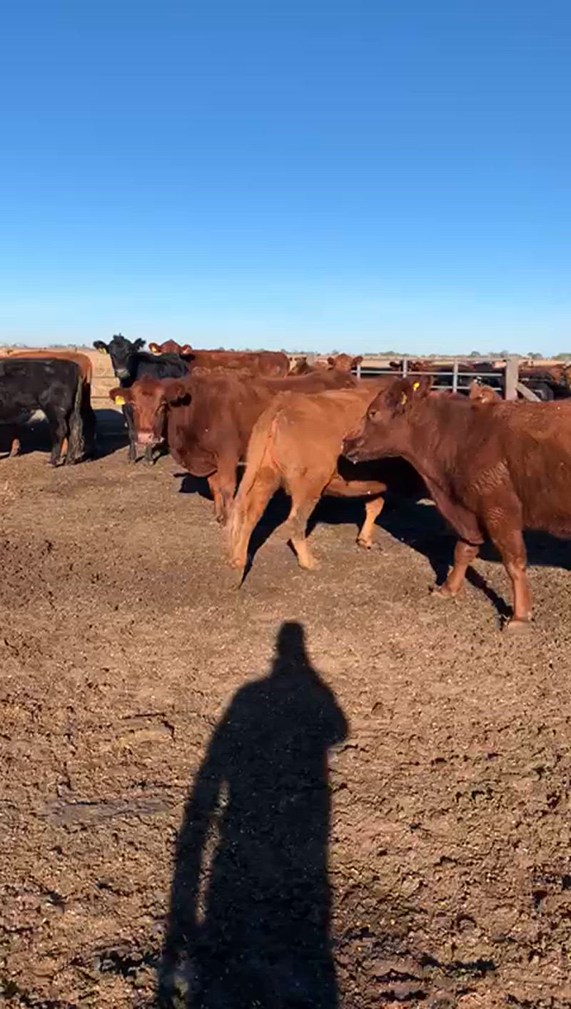 50 Vacas de invernada Aberdeen Angus Colorado de 440kg