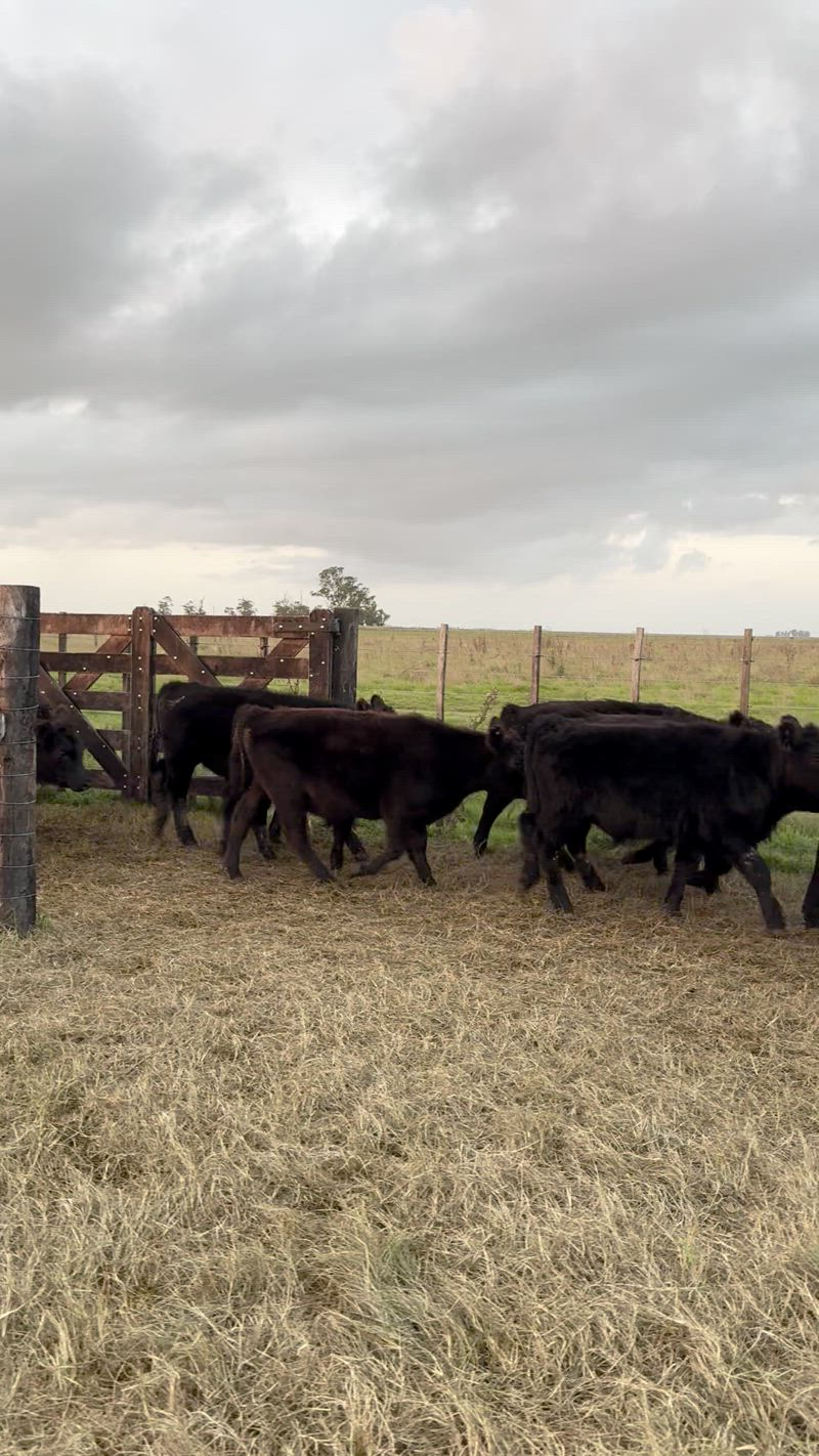 120 Terneros Aberdeen Angus Negro de 215kg