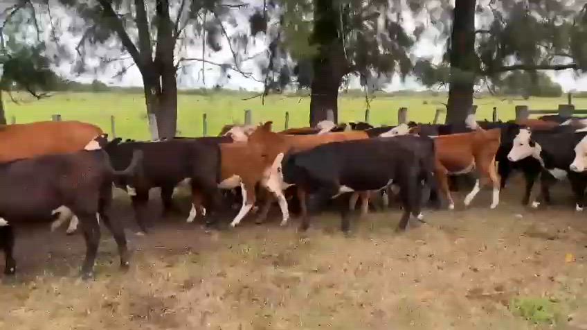 65 Terneros y Terneras Hereford de 195kg