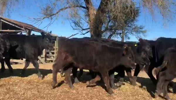 60 Terneros y Terneras Aberdeen Angus Negro de 185kg