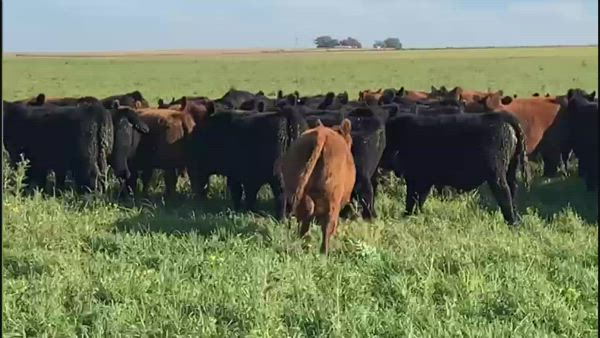 85 Terneros Aberdeen Angus Negro y Colorado de 230kg