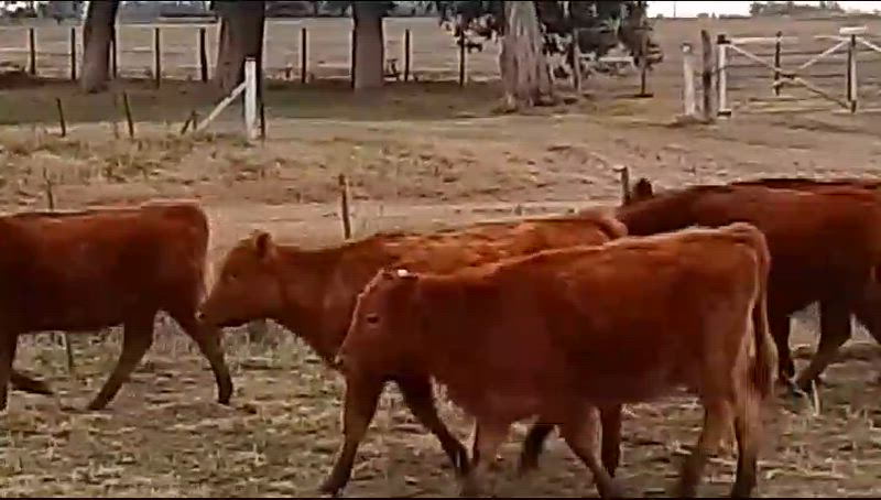 70 Terneras Aberdeen Angus Colorado de 175kg