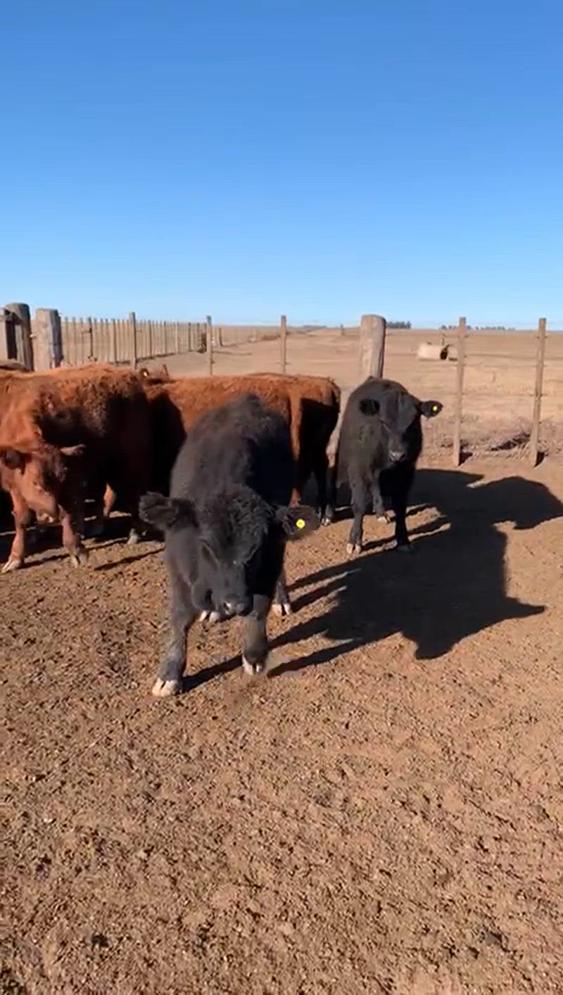 130 Terneros Aberdeen Angus Colorado de 220kg