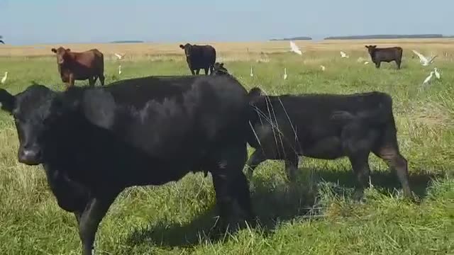 70 Terneros Aberdeen Angus Negro de 195kg