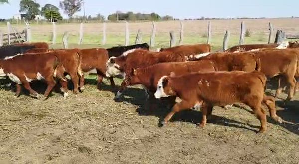 60 Terneros y Terneras Careta de 135kg