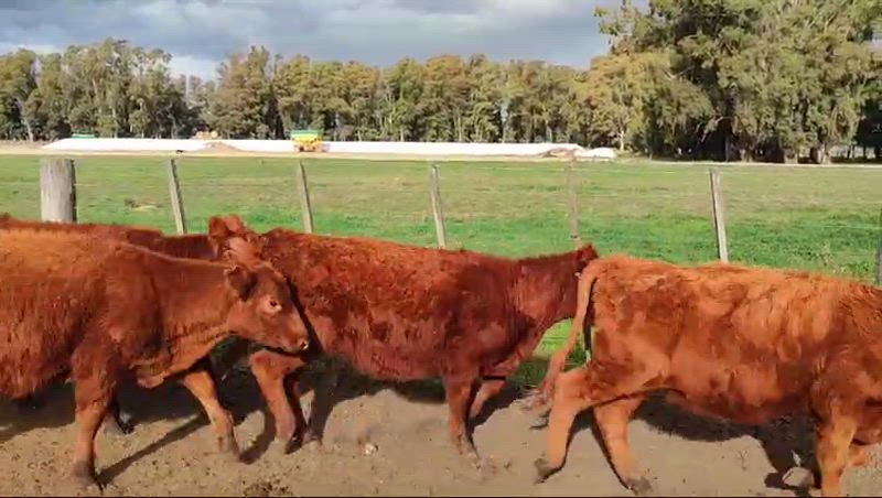 85 Terneras Aberdeen Angus Colorado de 175kg