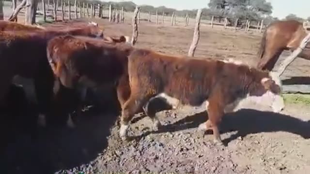 80 Terneros y Terneras Braford de 170kg