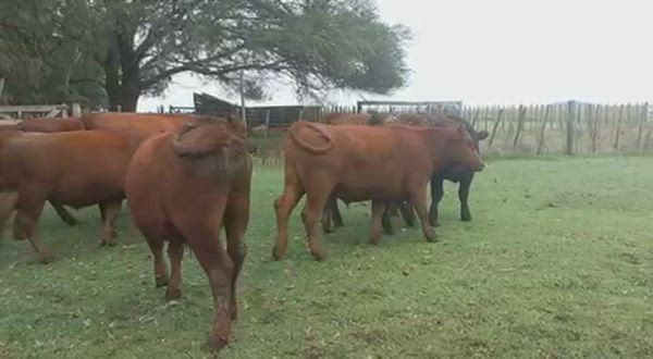 60 Novillitos Aberdeen Angus Negro y Colorado de 330kg