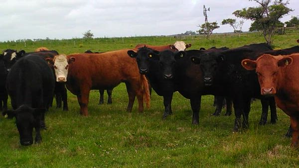 135 Novillos Aberdeen Angus Negro y Colorado de 400kg