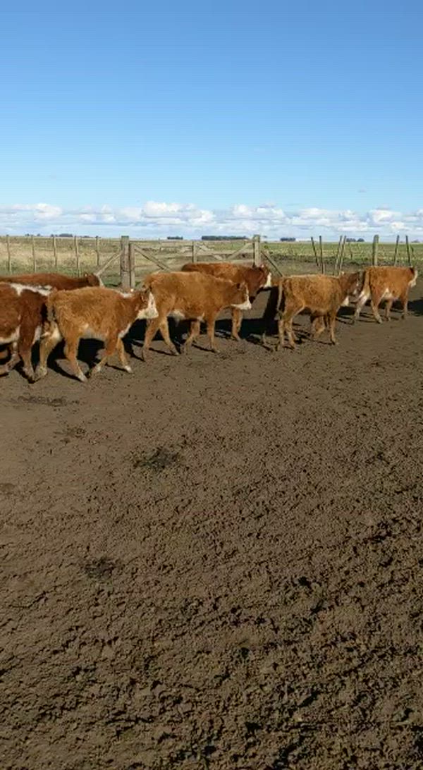 80 Terneros y Terneras Hereford de 155kg