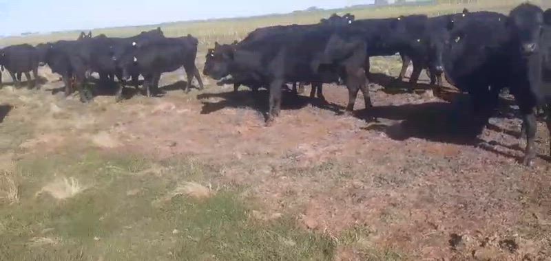 40 Vacas de invernada Aberdeen Angus Negro de 430kg