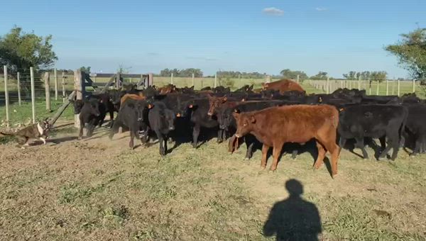 65 Terneros y Terneras Aberdeen Angus Negro y Colorado de 125kg